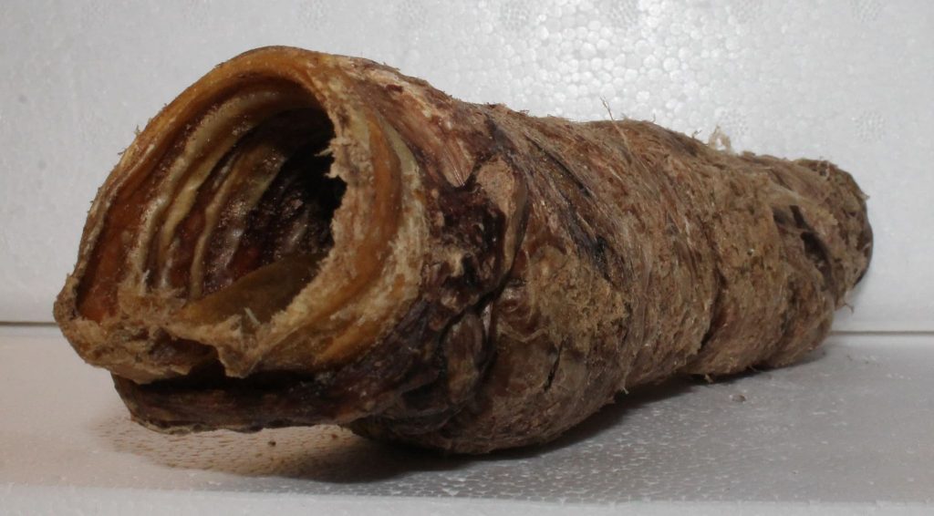 Buffalo wrapped Dehydrated Trachea | Dizzy's Dog Food Deliveries
